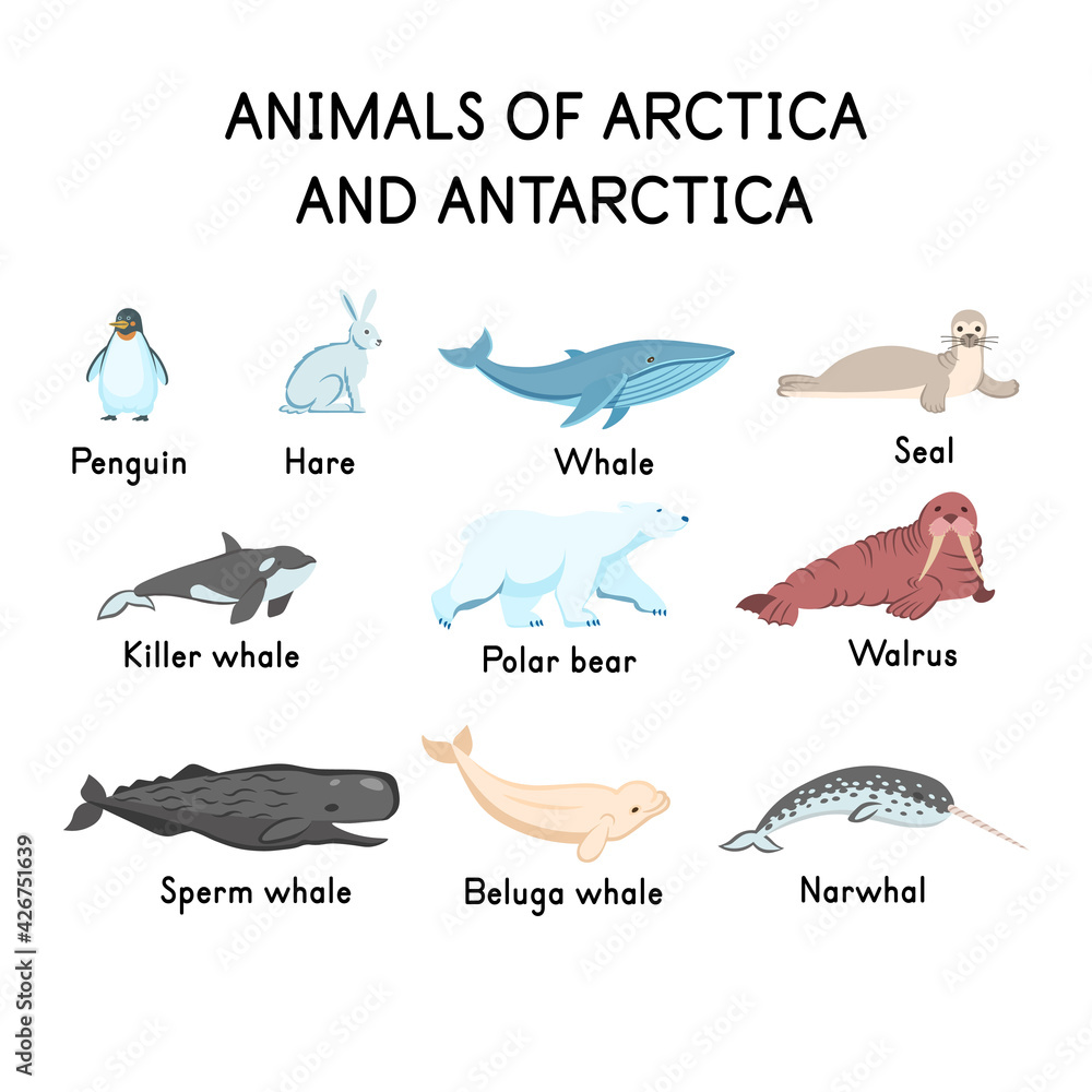 Animals of the arctica and antarctica: penguin, hare, whale, seal ...