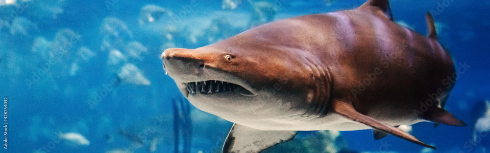 Giant scary shark with sharp teeth under water in aquarium. Sea ocean ...