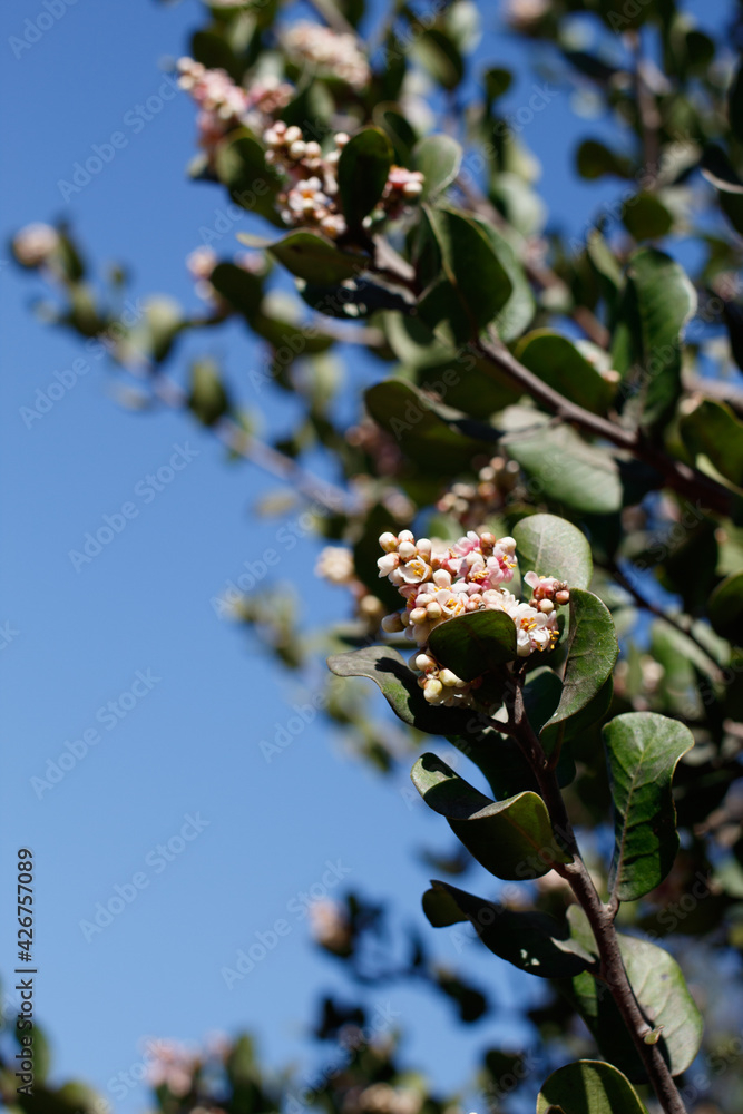 Terminal indeterminate panicle inflorescences bloom on Bittersweet ...