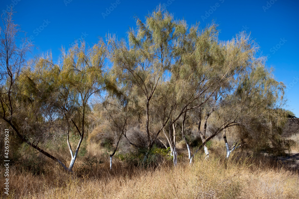 Haloxylon (saxaul) - genus of shrubs or small trees, plant family ...