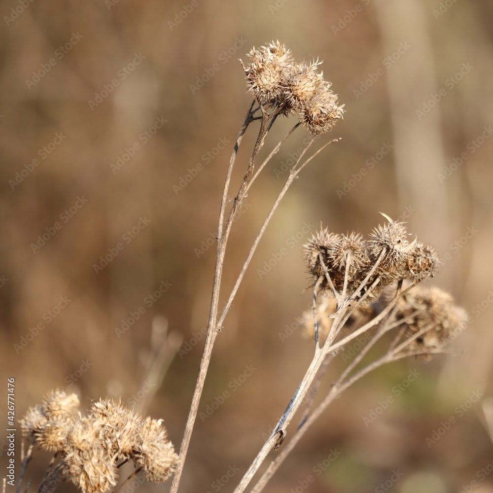 Dry plant "Velcro" close-up. Wild weed in the field. Stock Photo ...
