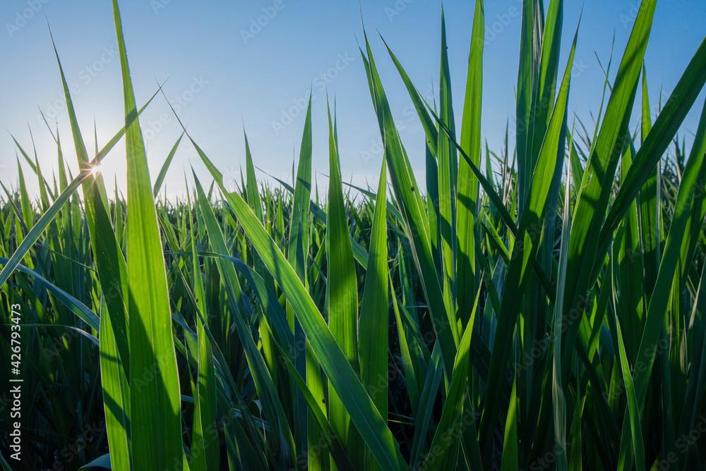 Producers Grass