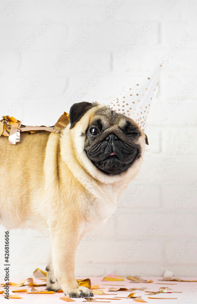 Wink pug dog on birthday party . background with confetti , copy spase ...