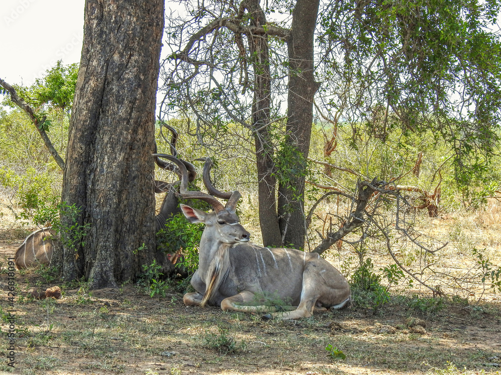 African Kudu (Tragelaphus imberbis), lying under an African tree ...