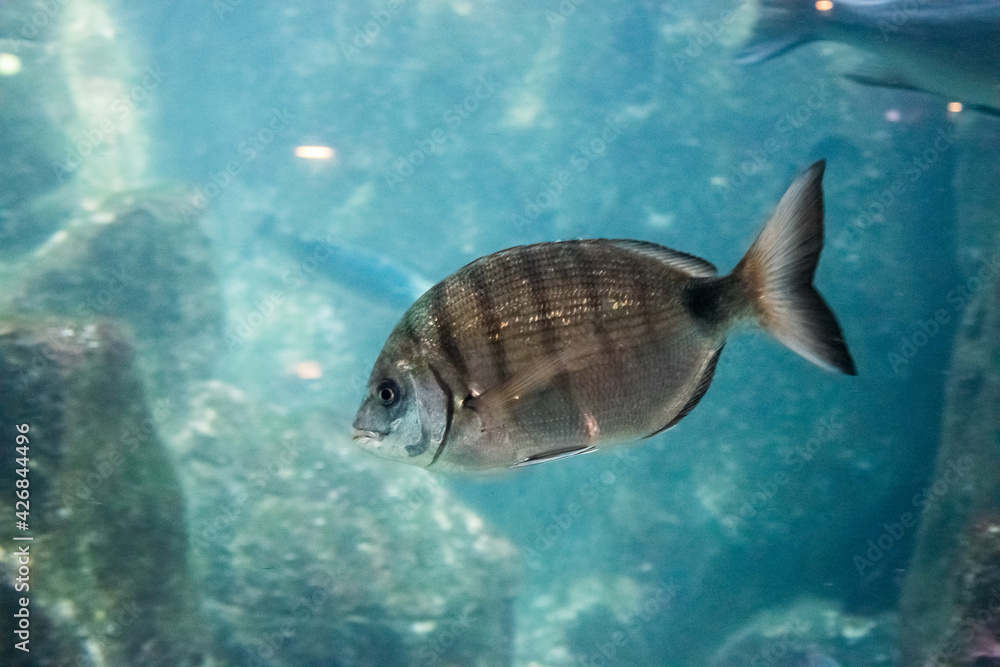 Un pez plateado con rayas negras desciende al fondo de su acuario en ...
