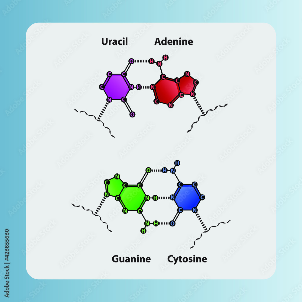 Structure of RNA diagram showing 2 and 3 hydrogen bonds between ...