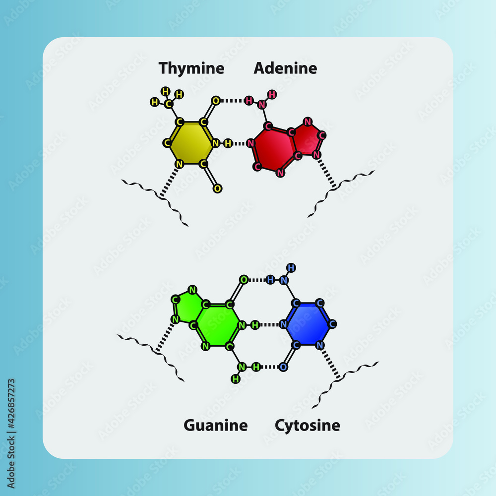 Sturcuture of DNA diagram showing 2 and 3 hydrogen bonds between ...