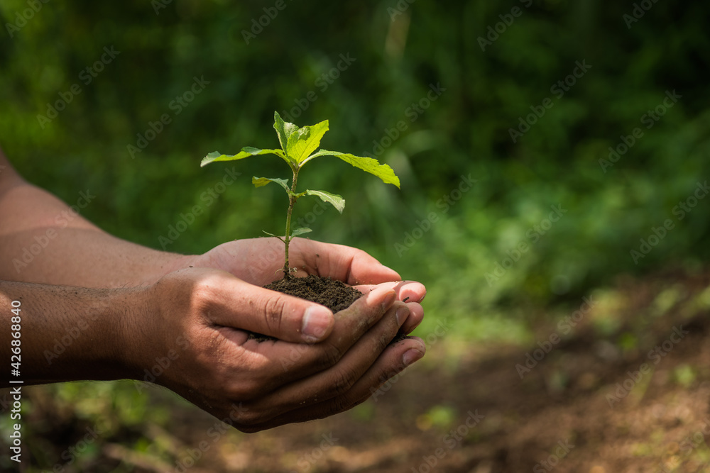 Hand holding seed tree for planting into soil. Earth day concept Stock ...