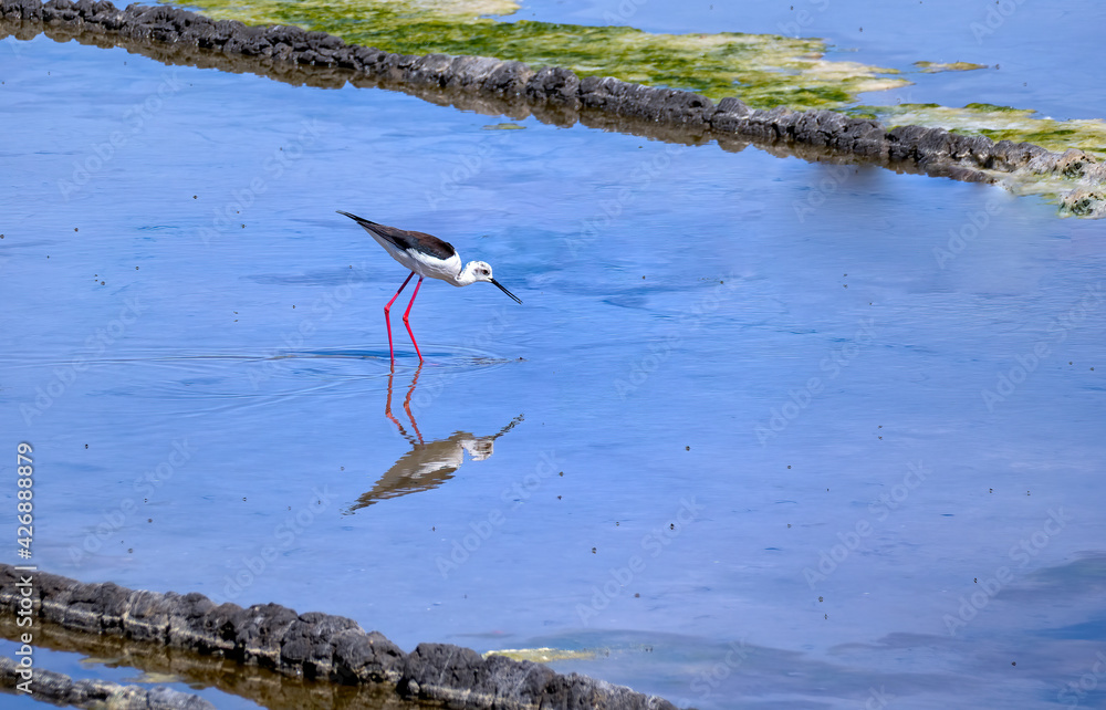 Ave pernilongo da espécie Himantopus himanto nas salinas da Ria de ...