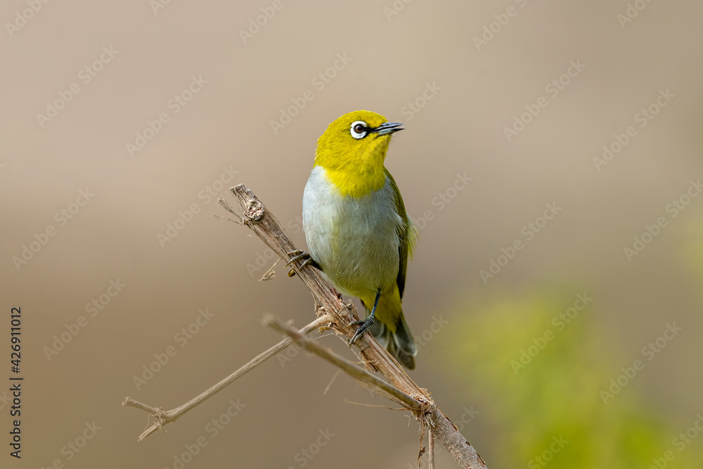 Indian White Eye. The Indian white-eye, formerly the Oriental white-eye ...