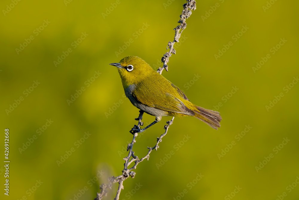 Indian white Eye. The Indian white-eye, formerly the Oriental white-eye ...