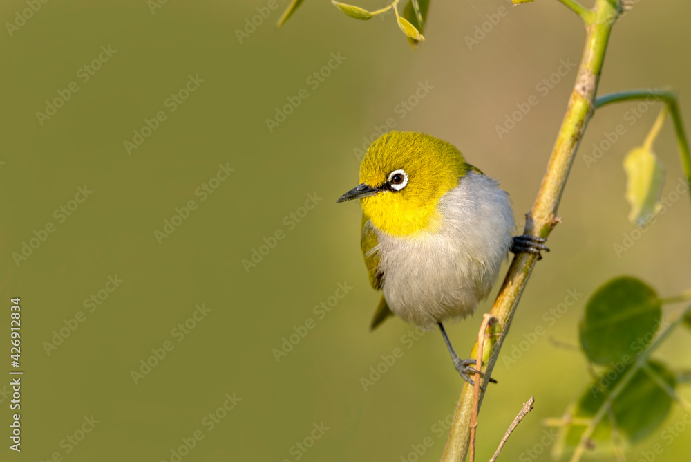 Indian white Eye. The Indian white-eye, formerly the Oriental white-eye ...