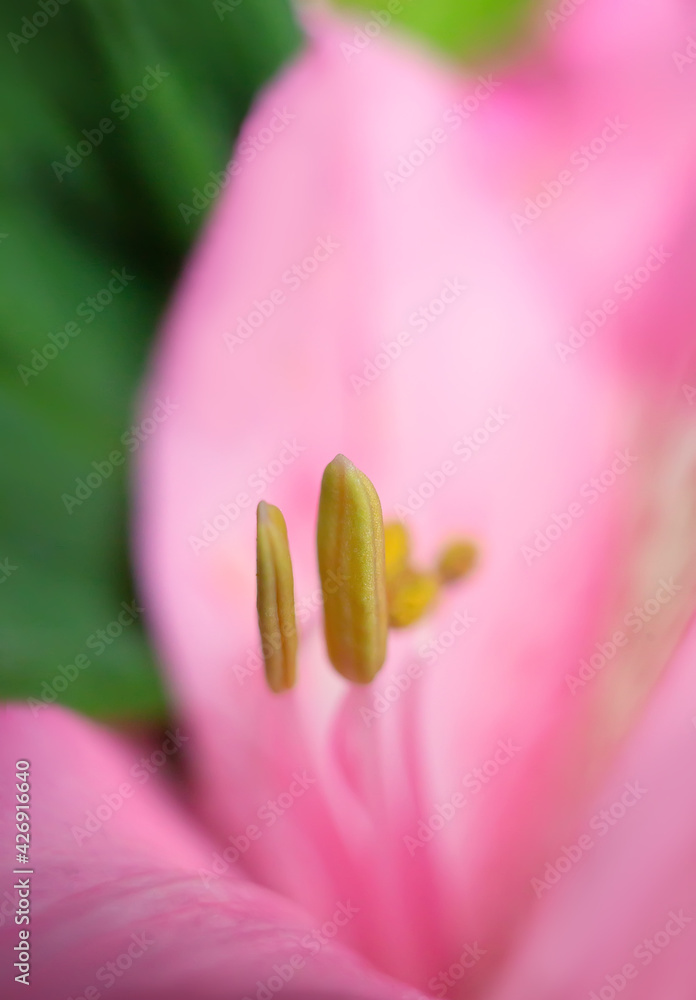 Tender fresh floral background of light pink Alstroemeria Peruvian ...