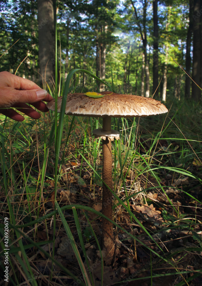 Lépiote élevée géante Stock Photo | Adobe Stock