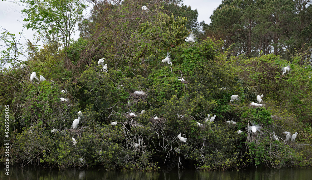 Colony of egrets nesting in pairs during mating season. Stock Photo ...