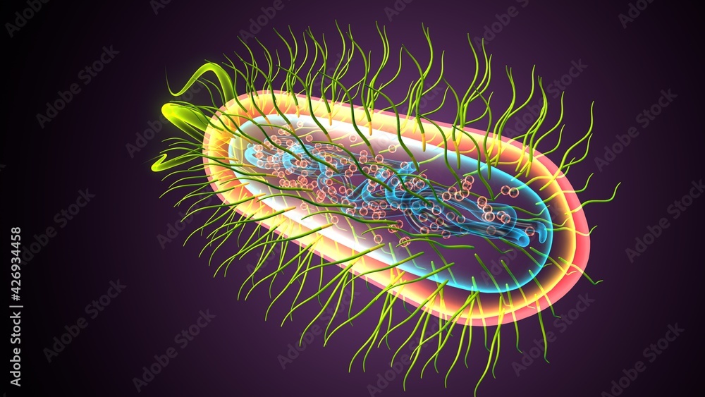 3d illustration of e coli bacteria shapes anatomy. Stock Illustration ...