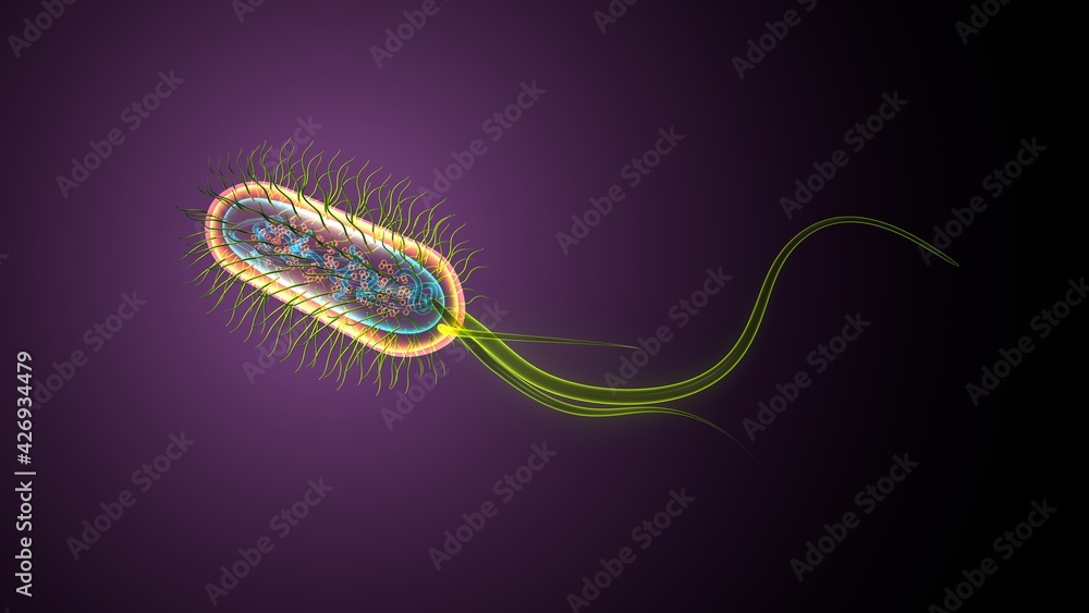 3d illustration of e coli bacteria shapes anatomy. Stock Illustration ...