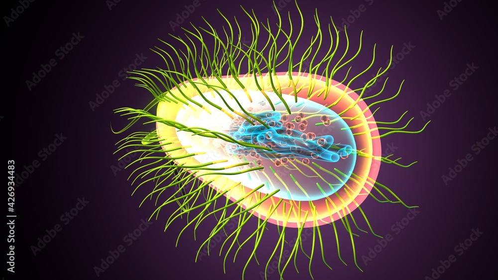3d illustration of e coli bacteria shapes anatomy. Stock Illustration ...
