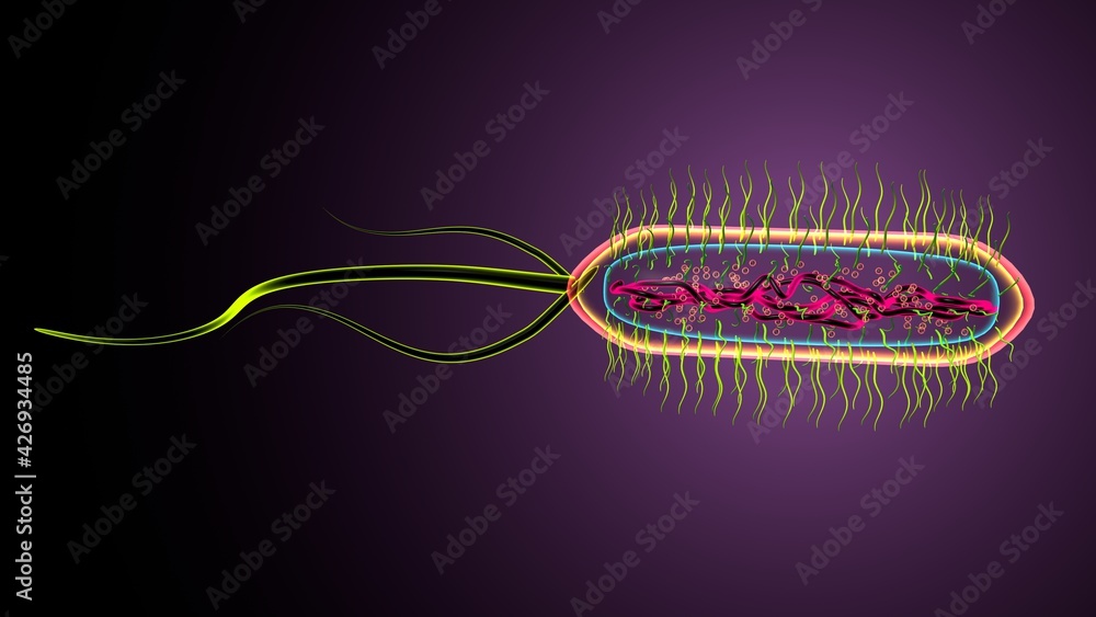3d illustration of e coli bacteria shapes anatomy. Illustration Stock ...