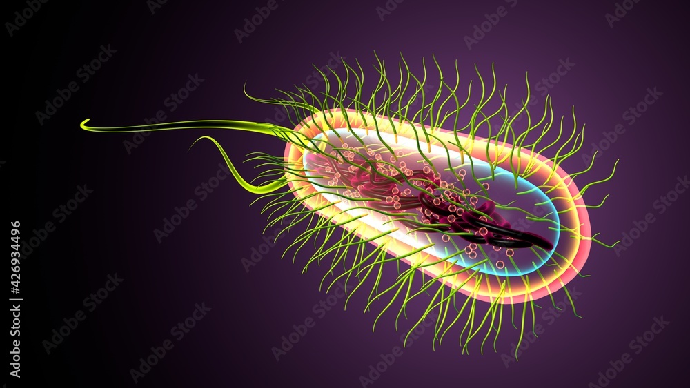 3d illustration of e coli bacteria shapes anatomy. Stock Illustration ...