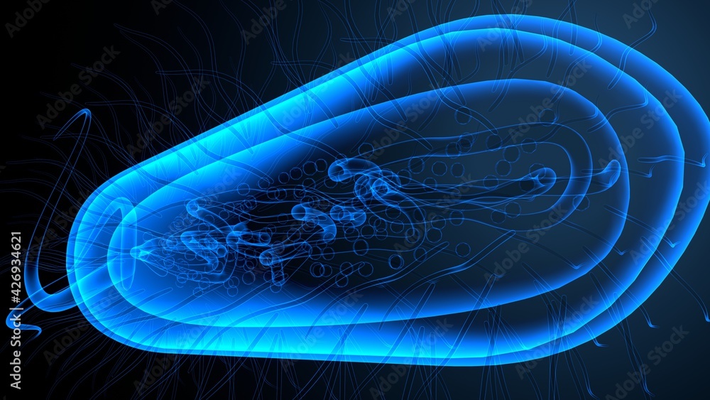 3D illustration of E coli Bacteria Shapes Anatomy. Stock Illustration ...