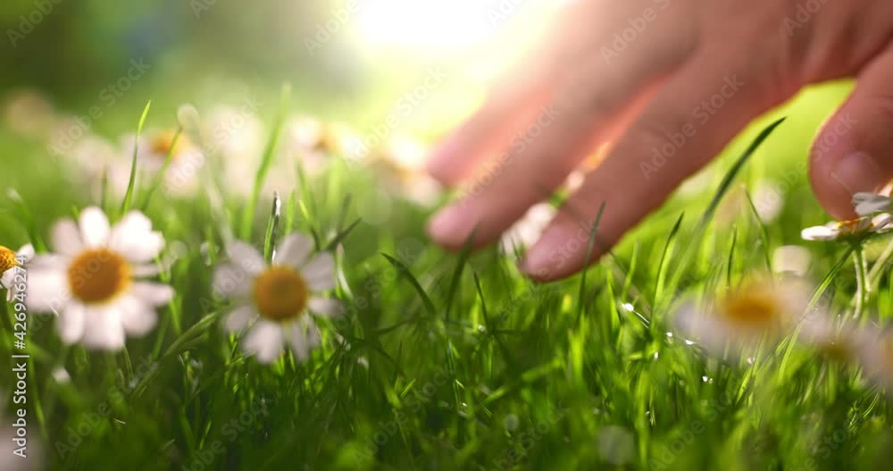 Close up girl’s hand on grass flower field. Stock-Video | Adobe Stock