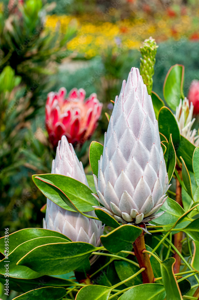 Red and white Protea flower- genus of South African flowering plants ...