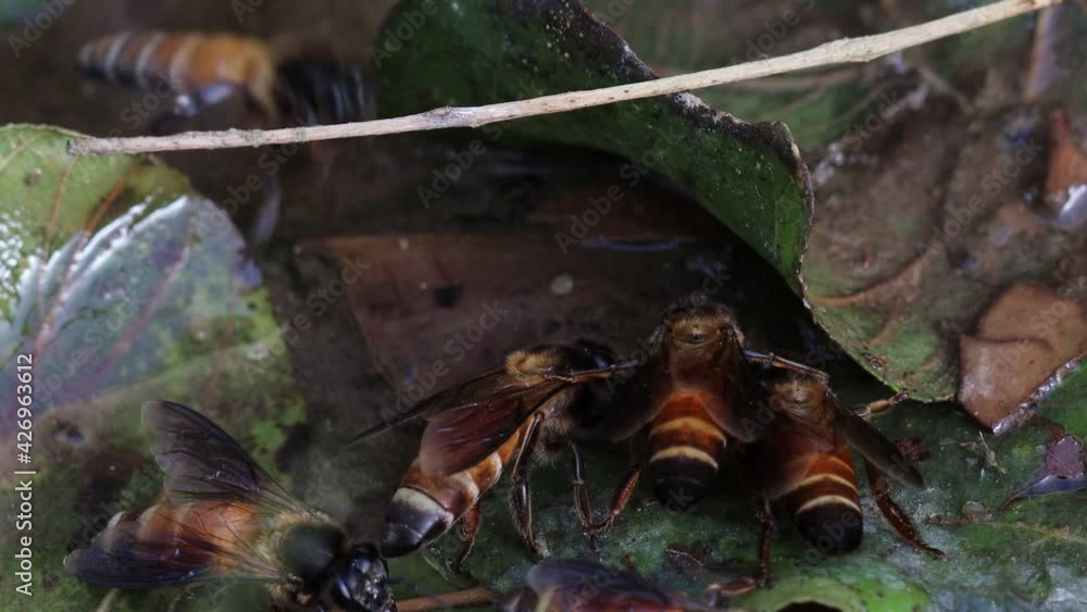 Close-Up of Bees drink water near the source of water during summer and ...
