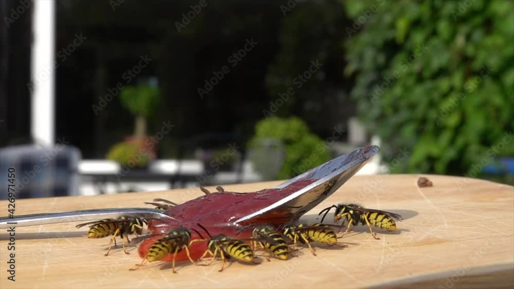 Deutsche Wespe (Vespula,germanica) nascht an Marmelade Stock Video ...