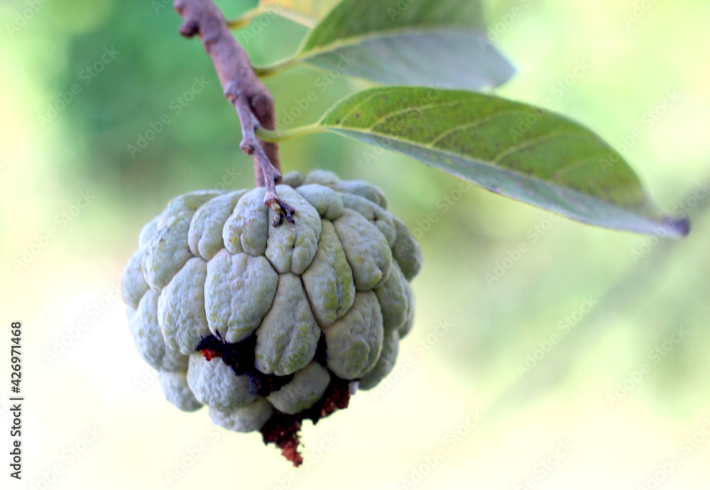 The tropical fruit of srikaya that grows a lot in Indonesia. Sweet ...