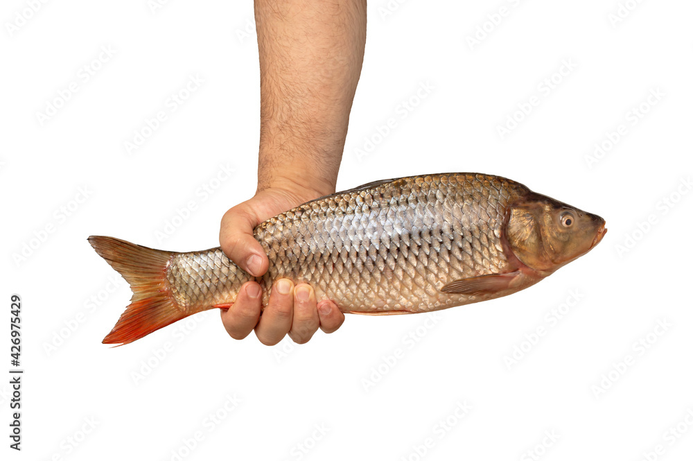 Strong male hand holds big fresh raw fish isolated on white background ...