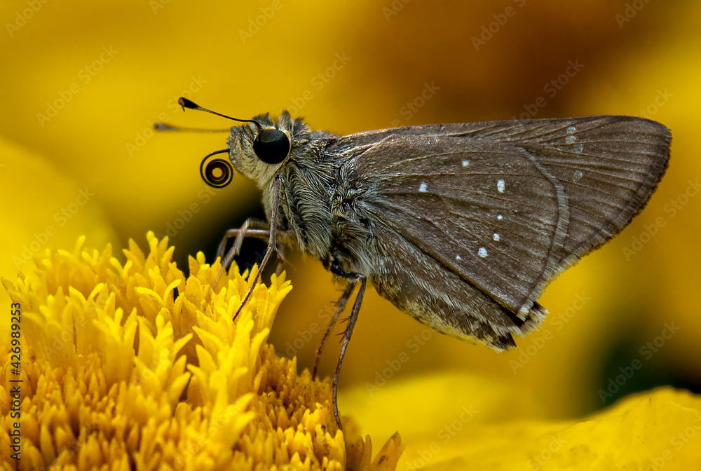 butterfly and flower macro photography, Pelopidas is a genus of skipper ...