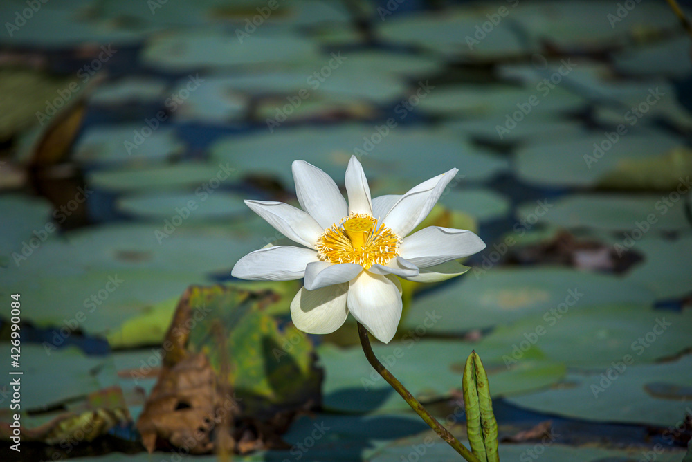 Nelumbo nucifera, also known as Indian lotus, sacred lotus, or simply ...