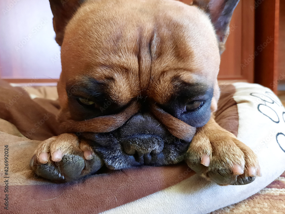 Portrait of an adorable fawn French Bulldog. The dog rests in its place ...