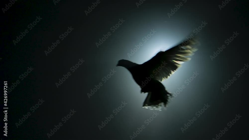 Bottom view of silhouette white dove flying in dark studio against ...