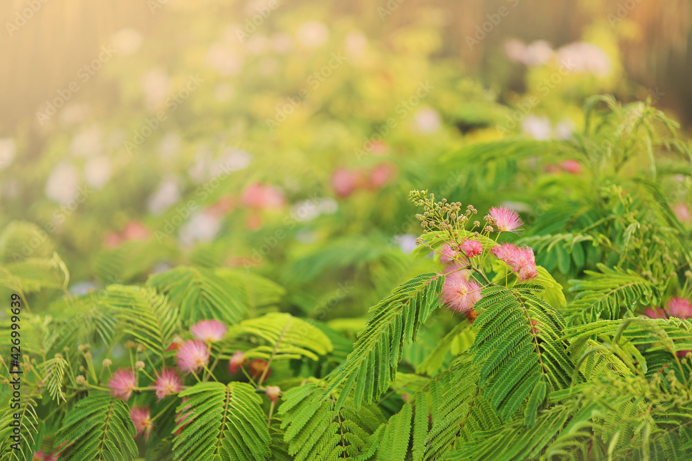 Mimosa tenuiflora pink flowering beautiful tree in Cyprus, Stock Photo ...