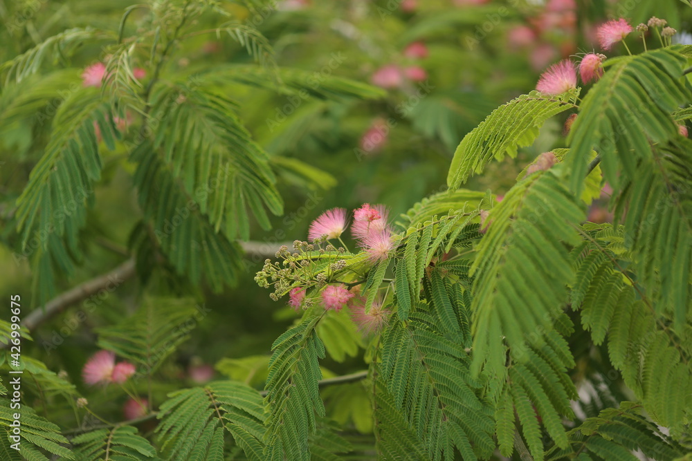 Mimosa tenuiflora pink flowering beautiful tree in Cyprus, Stock Photo ...