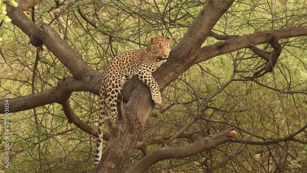 Close up shot of wild male leopard or panther on a tree with eye ...
