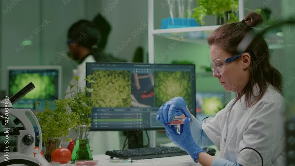 Chemist injecting vegan beef meat with protein using medical syringe for microbiology experiment ...