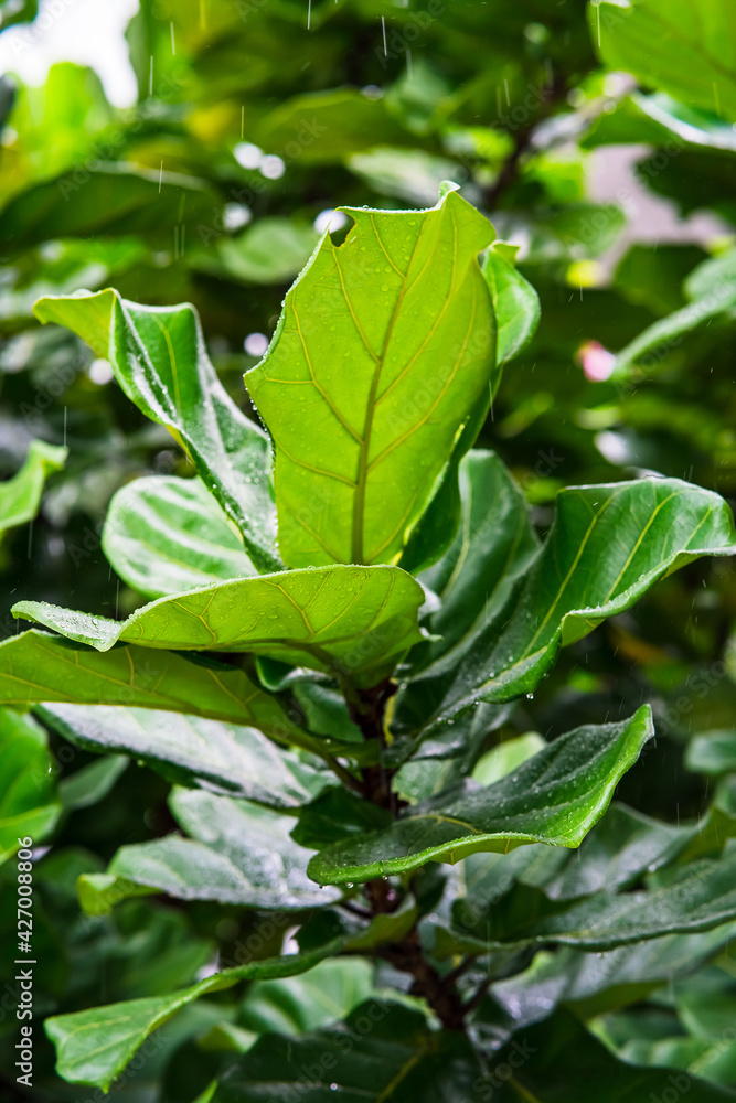 Ficus lyrata, commonly known as the fiddle-leaf fig, it grows in ...