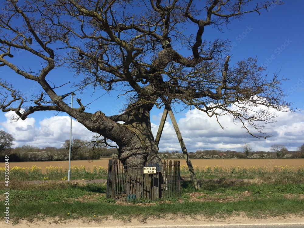 Landscape with Kett's Oak, the historic ancient oak tree marks the ...