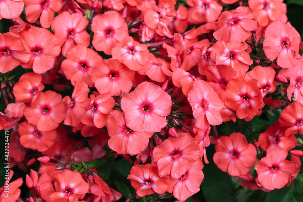 Foto Stock A close up of coral-pink flowers of Phlox paniculata (garden ...