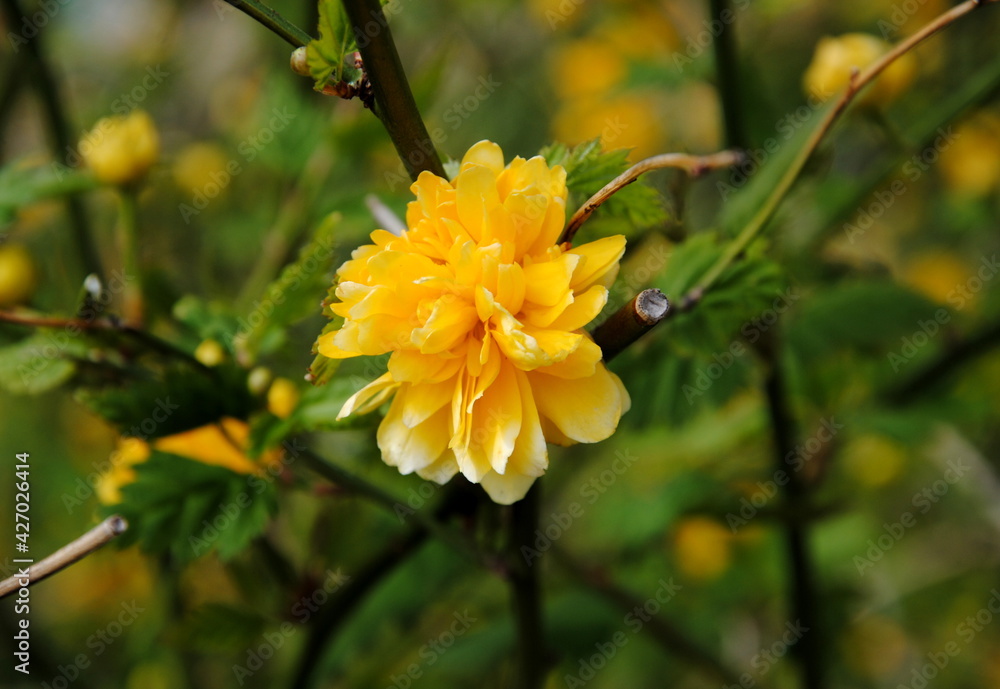 Close up of golden yellow flowers of the cultivar Pleniflora of ...