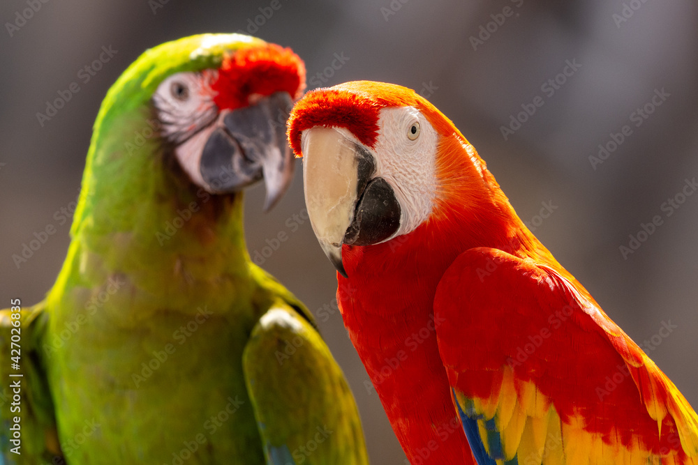 A scarlet macaw (Ara macao) and military macaw (Ara militaris) showing ...