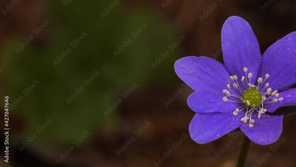 Flower of liverleaf (Hepatica nobilis) heralding the spring coming with ...