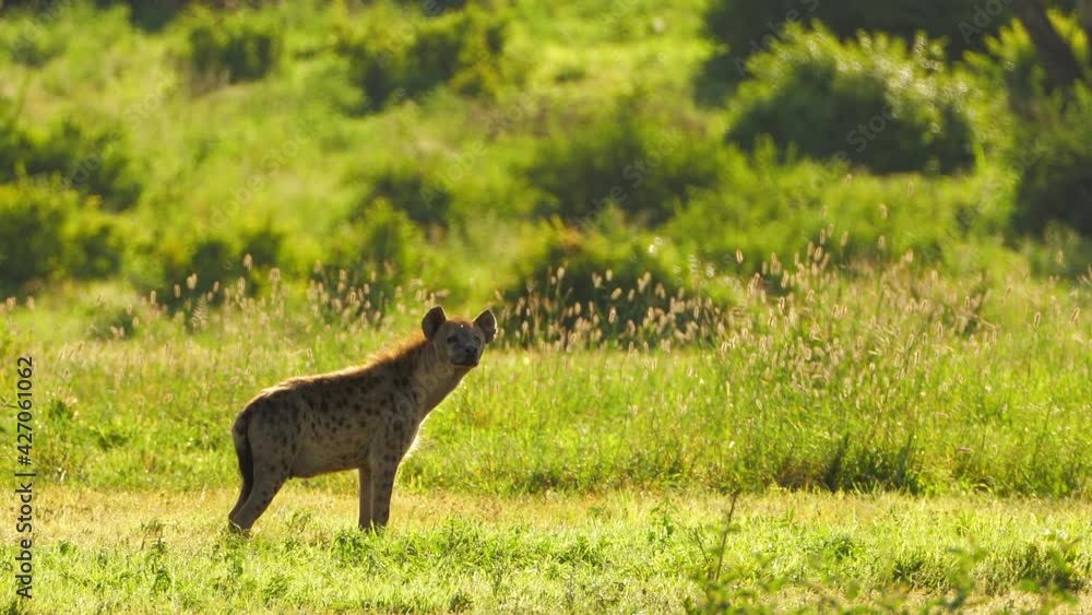 Portrait of lone hyena standing in grass field in african savanna ...