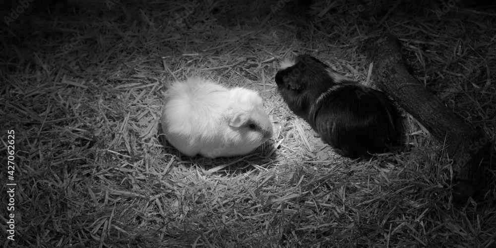 Black and white image of two Lionhead rabbits on straw bed in a rabbit ...