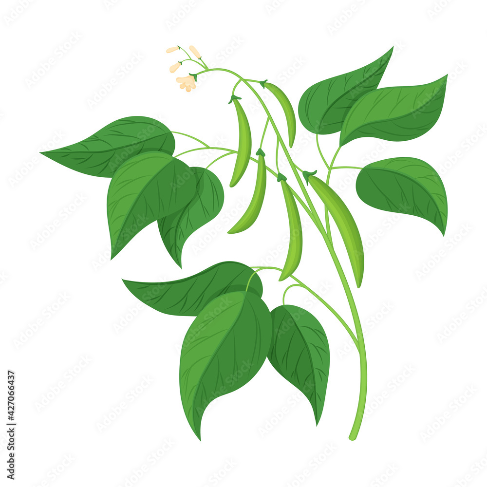 Beans vector cartoon icon. Vector illustration bean on white background ...