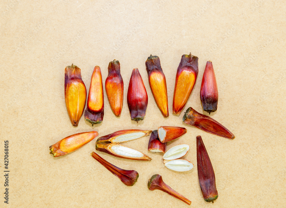 Natural pinion, pine nut from the Araucária angustifolia tree (Pinheiro ...