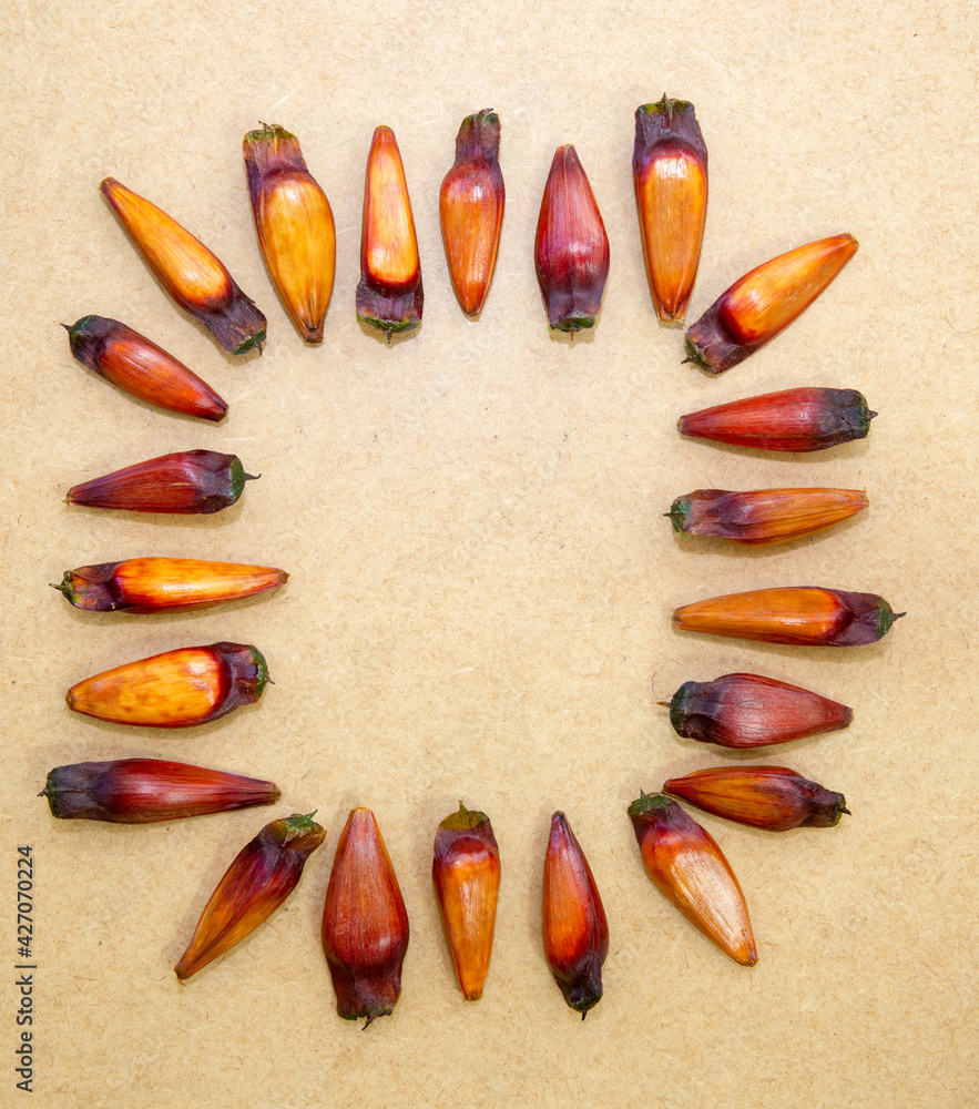 Natural pinion fruits, pine nut from the Araucária angustifolia tree ...